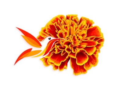 The Legend of Day of the Dead Cempasuchil Flower – Inside Mexico